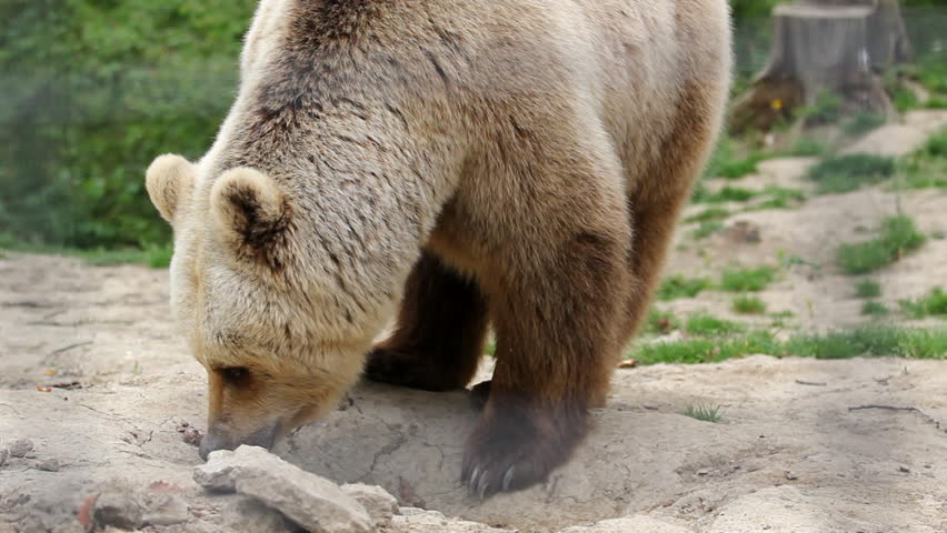 Brown Bear Smelling the Ground Stock Footage Video (100% Royalty-free ...