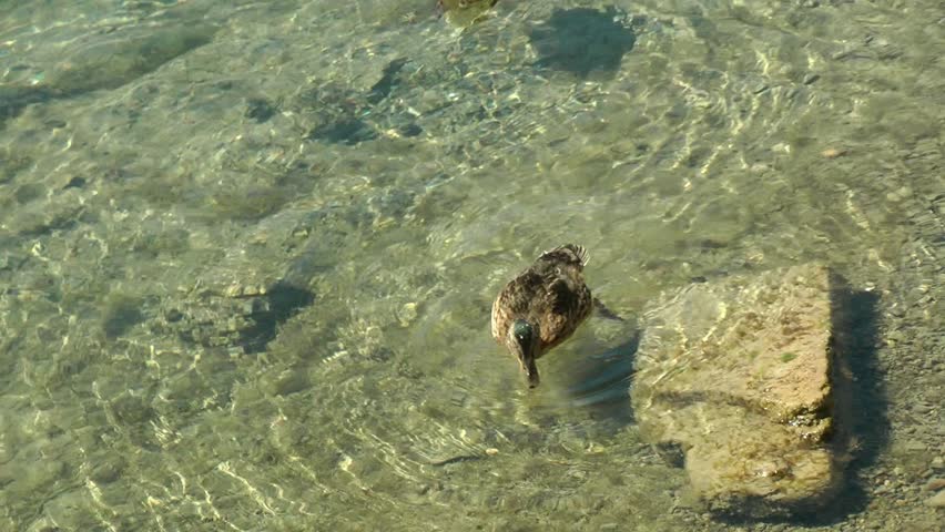 Duck Feeding from the Bottom Stock Footage Video (100% Royalty-free ...