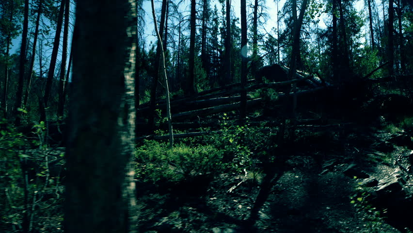 Stock video of a dark mysterious backwoods scene from | 4612544 ...