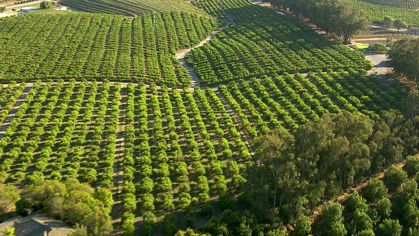 Aerial Shot of Orange Groves Stock Footage Video (100% Royalty-free ...