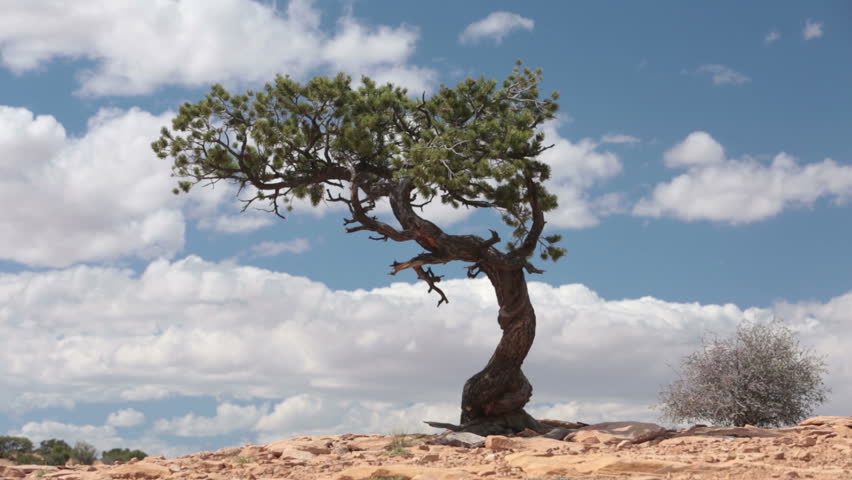 Southwest Desert Lone Cedar Tree Wind Blown. The San Rafael Swell ...