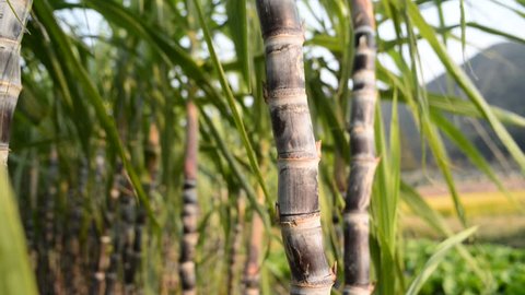 Sugar Cane Stock Video Footage - 4K and HD Video Clips | Shutterstock
