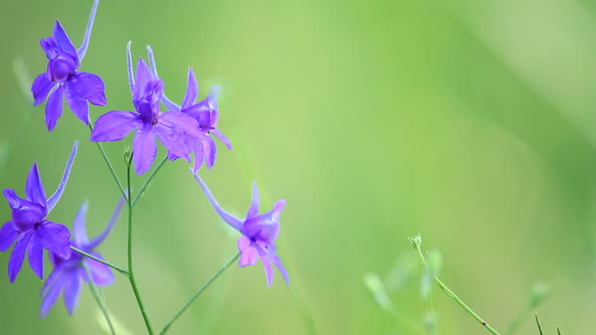 Cinemagraph Loop - Close Up Of Blue Flowers. Motion Photo Stockvideos ...