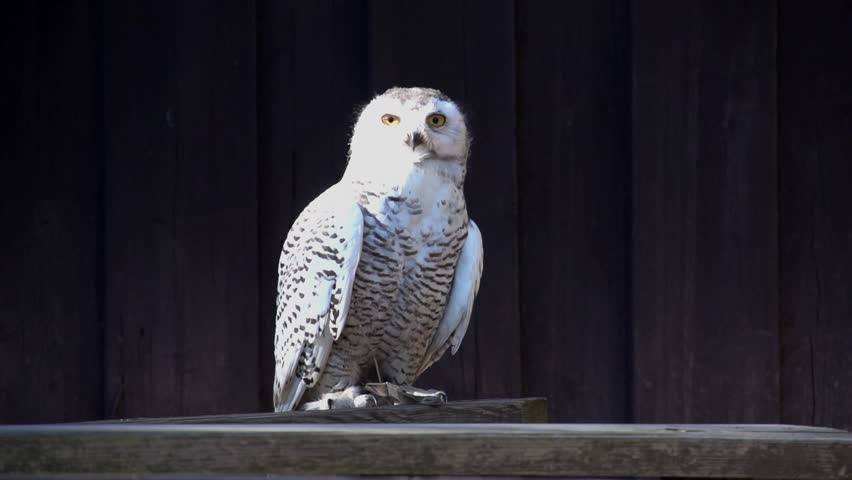 Owl. Bird. Slow Motion .animals Stock Footage Video (100% Royalty-free ...