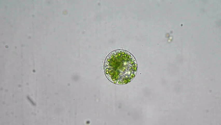 Stock video of real video of cilia motion of | 5001734 | Shutterstock