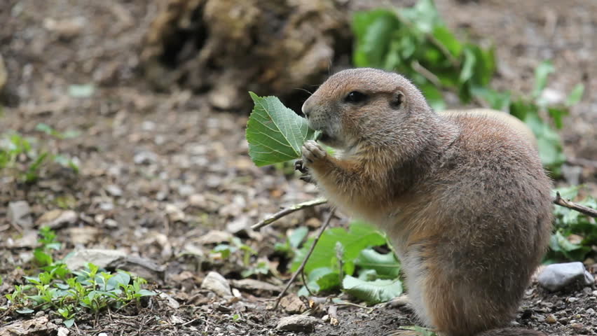Cutest Marmot Eating a Green Stock Footage Video (100% Royalty-free ...