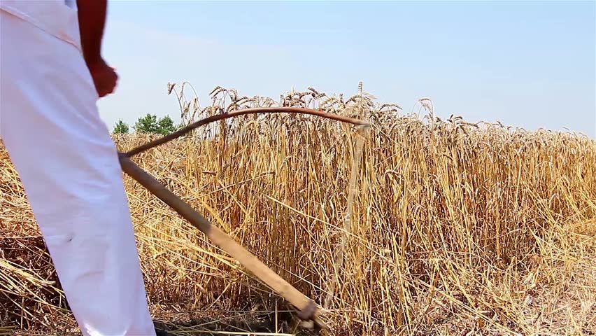 Farmer Will Reap Wheat In The Traditional Rural Way, Agriculture ...