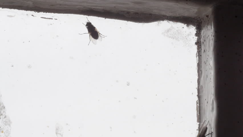 House Flies On Grungy Window Stock Footage Video 5033081 | Shutterstock