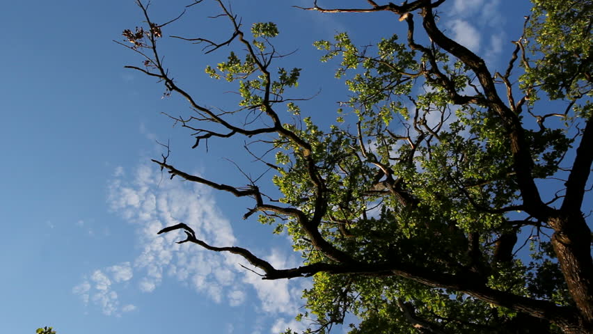 Strong Secular Oak Tree Branches, Stock Footage Video (100% Royalty ...