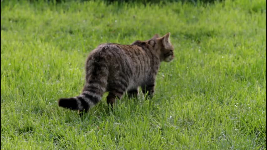 Scottish Wildcat Walking Stock Footage Video (100% Royalty-free ...