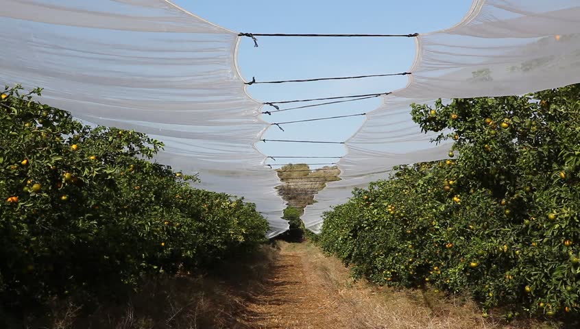 Stock video of plastic net protects fruits of citrus | 5134904 ...