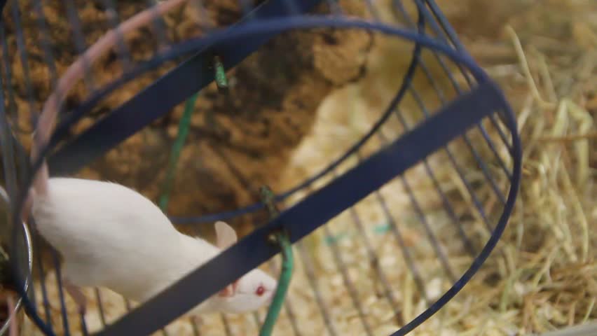 Stock video of rat running on a wheel | 5223944 | Shutterstock