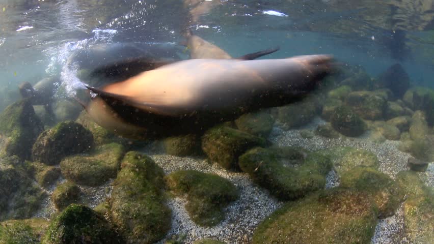 Early Sea Creatures image - Free stock photo - Public Domain photo ...