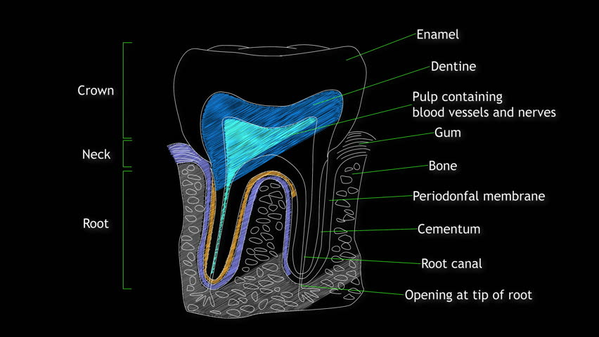 4k Human Tooth Structure Animation Stock Footage Video (100% Royalty ...