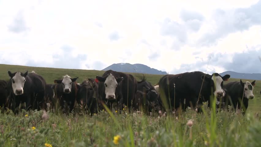 Group of Cattle Being Herded Stock Footage Video (100% Royalty-free ...