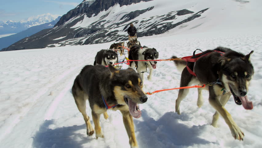 Alaskan Husky Dogs Used For Dog Sled Adventures, USA - Working Alaskan ...
