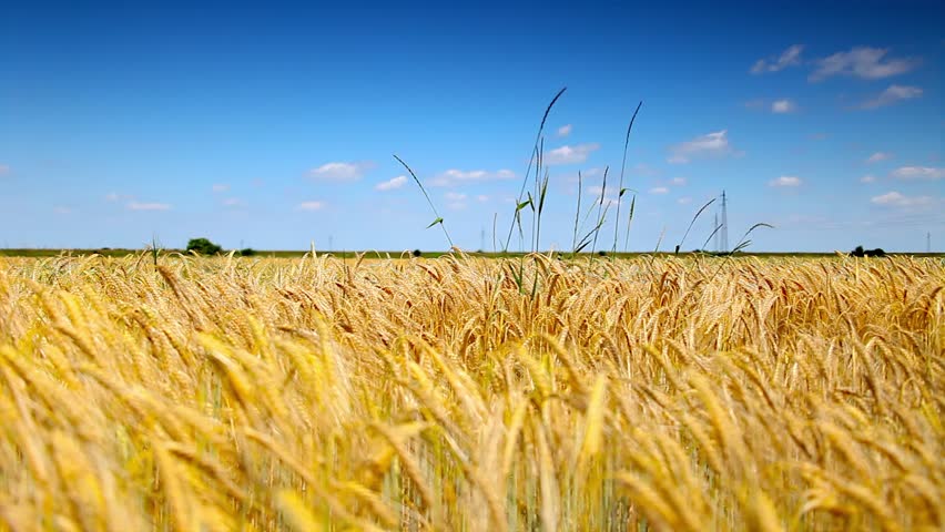 Corn Gold Wheat Field And Blue Sky Stock Footage Video 882133 ...