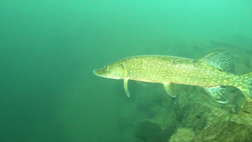 Northern Pike Fish Swimming In The Water By Rocks And Stump Stock ...