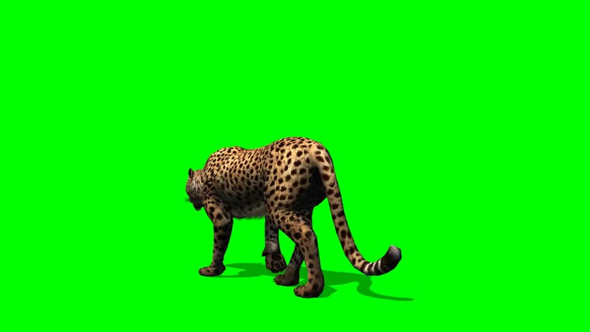 Cheetah Animal Walk Animal Green Screen Video Footage Stock Footage ...