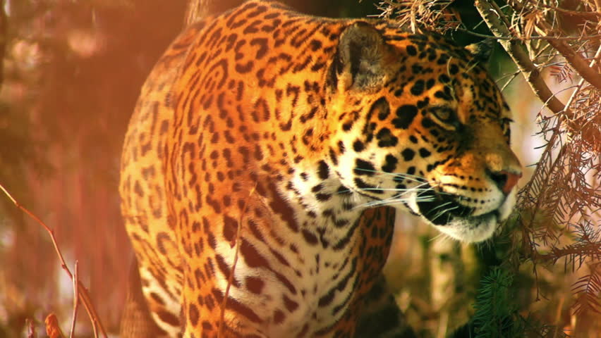 Jaguar Animal in Forest Stock Footage Video (100% Royalty-free) 5415104 ...