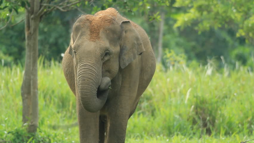 Wild Asian Elephant Stock Footage Video (100% Royalty-free) 5457284 ...