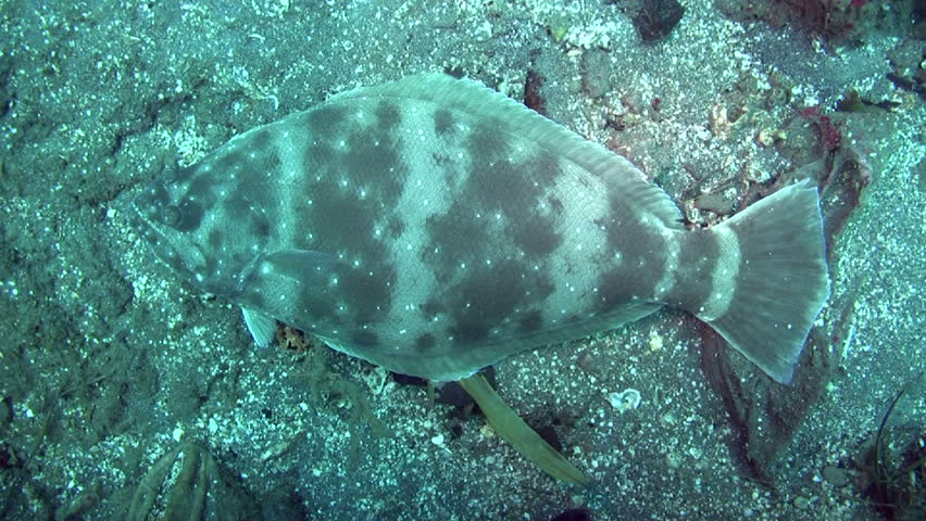 Indian Halibut (psettodes Erumei) Stock Footage Video (100% Royalty ...