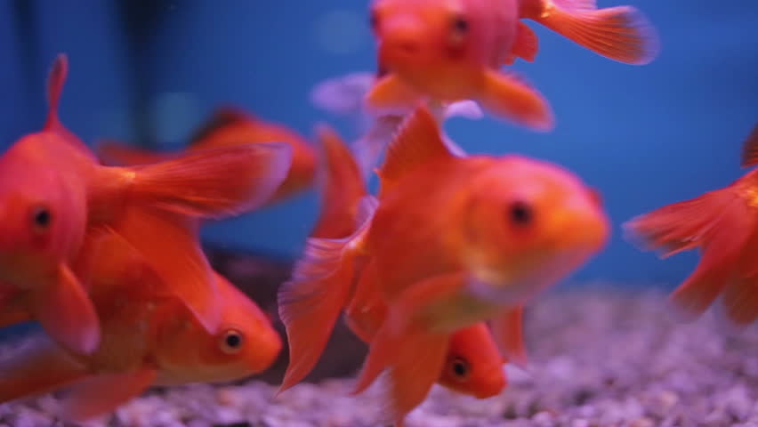 Orange Fishes Swimming in the Stock Footage Video (100% Royalty-free ...