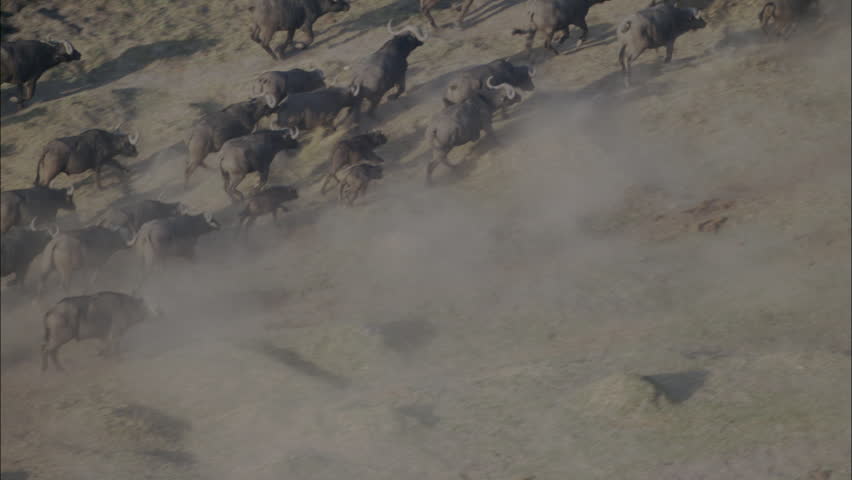 Stampede Migration Wildlife Water Buffalo. Stock Footage Video (100% ...