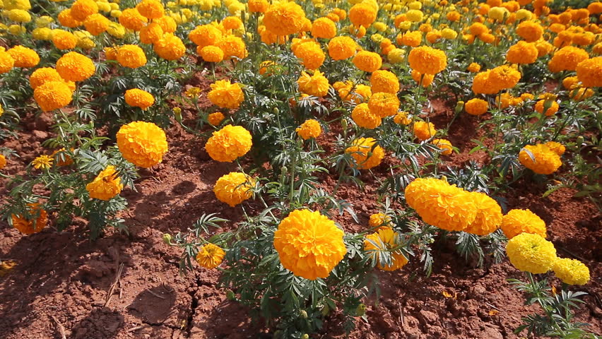 Beautiful Marigold Flower Field in Stock Footage Video (100% Royalty ...