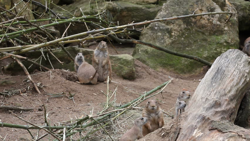 4K Hungry Gopher Search Food And Scratch Ground, Squirrel In Arid Place ...