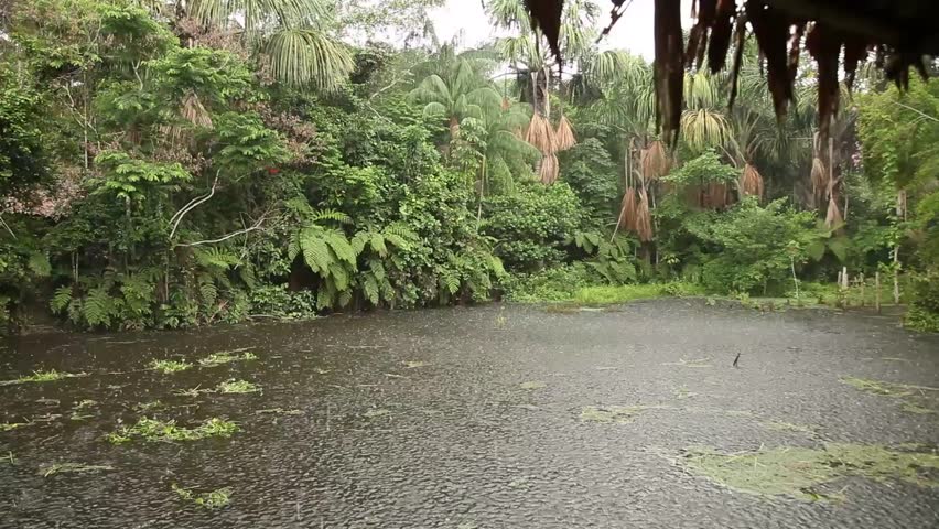 Rain in Rainforest Stock Footage Video (100% Royalty-free) 5560304 ...