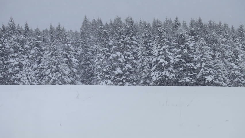 Big Snowflakes Falling Down During Stock Footage Video (100% Royalty ...