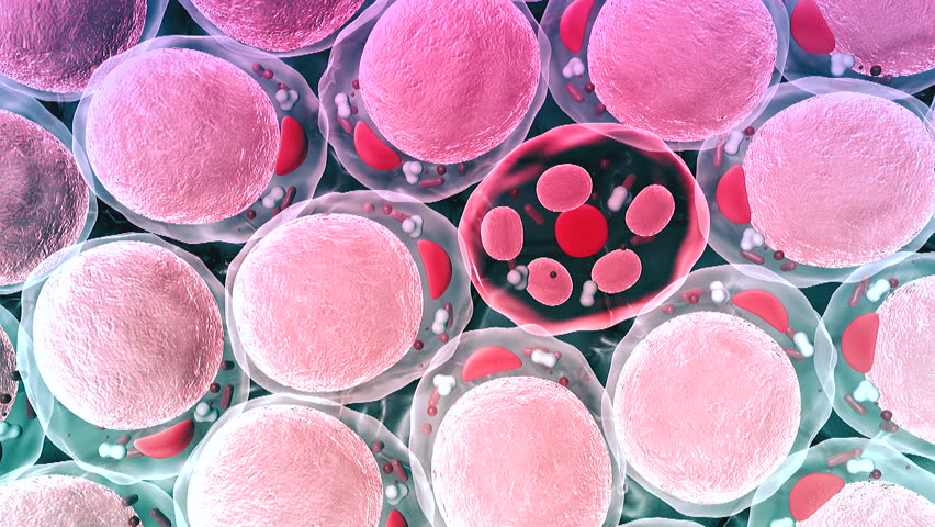 Fat Cell And Macrophage, Field Of Fat Cells, High Quality 3d Render Of ...