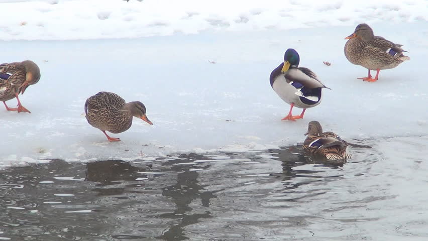 Family Of Ducks On A Frozen Pond, Ducklings Swimming On A Icy, Frosty ...
