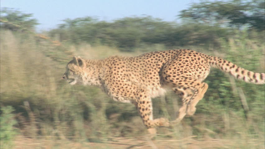 Cheetah Running Stock Footage Video | Shutterstock