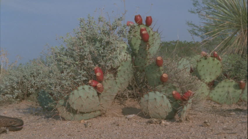 Lizard Walking Among Cactus Stock Footage Video (100% Royalty-free ...