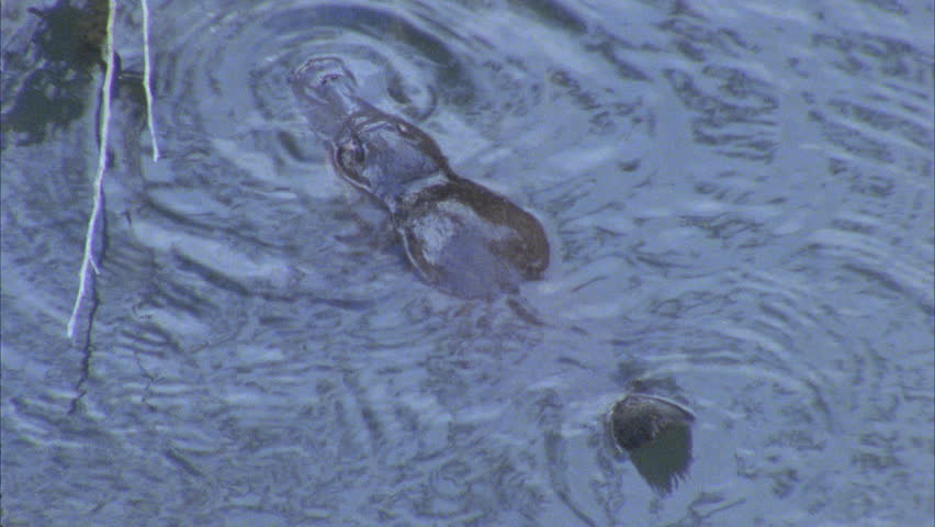 A Platypus Swims Around In A Lake Looking For Food Stock Footage Video ...