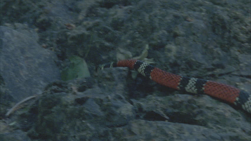 Coral Mimic Snake Moving Quickly Stock Footage Video (100% Royalty-free ...