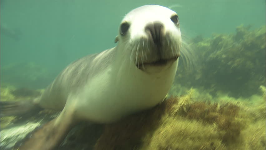 Sea Lion surfacing from the water image - Free stock photo - Public ...