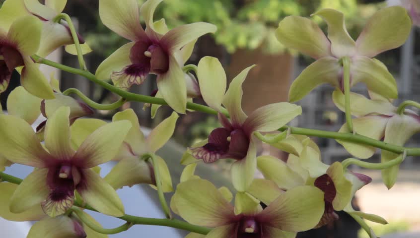 Stock Video Clip of Orchid flower,Dendrobium,Dendrobium lindleyi ...