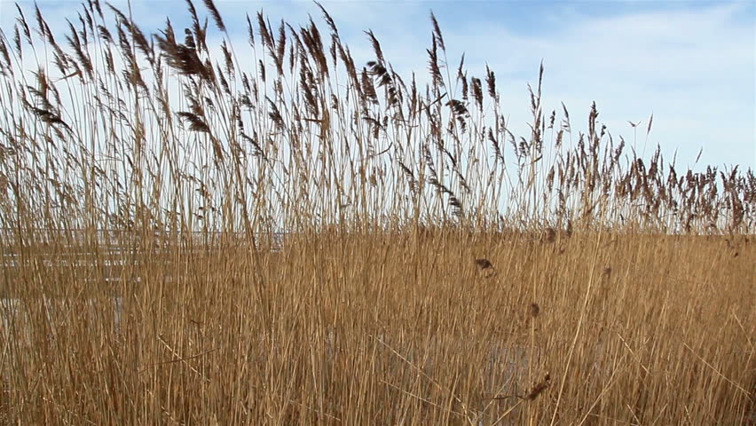 Wheat Reed Grass Waving Fast Stock Footage Video (100% Royalty-free ...