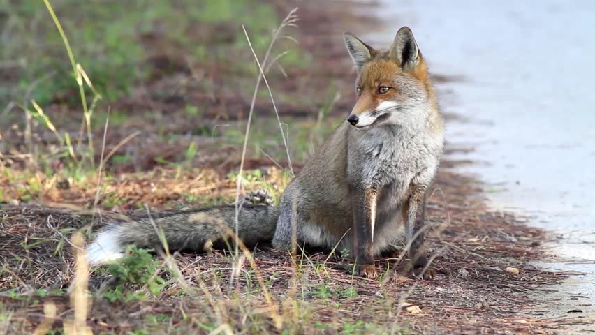 A Red Fox image - Free stock photo - Public Domain photo - CC0 Images