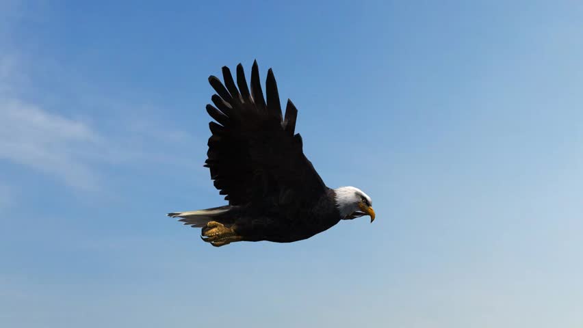 Bald Eagle Flight Close-up Tracking Stock Footage Video (100% Royalty ...