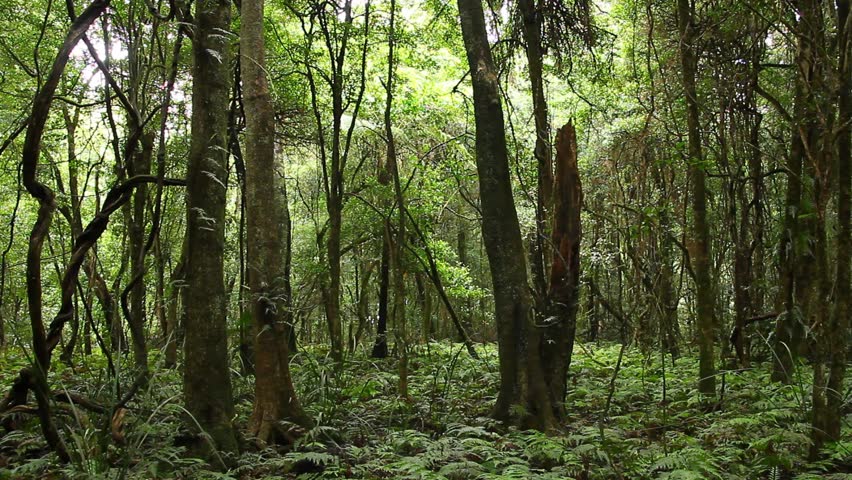 Rainforest Trees - Australian Landscape. Stock Footage Video (100% ...