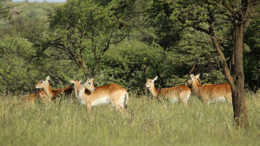 Stock video of playful red lechwe antelopes (kobus leche) | 6045314 ...