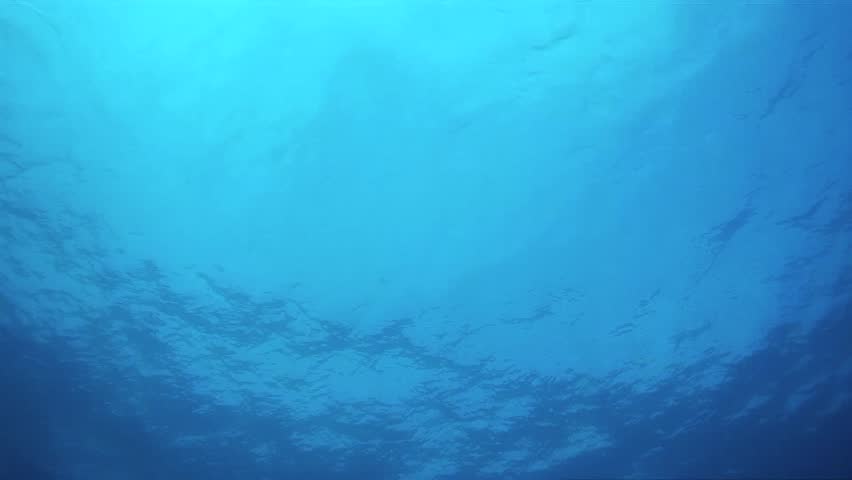 Stock video of calm and clear ocean underwater - | 6151904 | Shutterstock