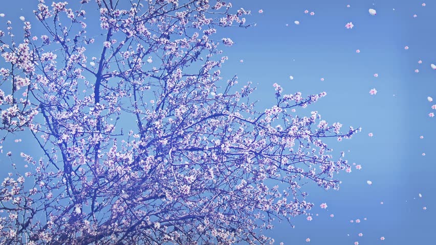 4k Springtime Blossoming Trees Flowers Stock Footage Video (100% ...