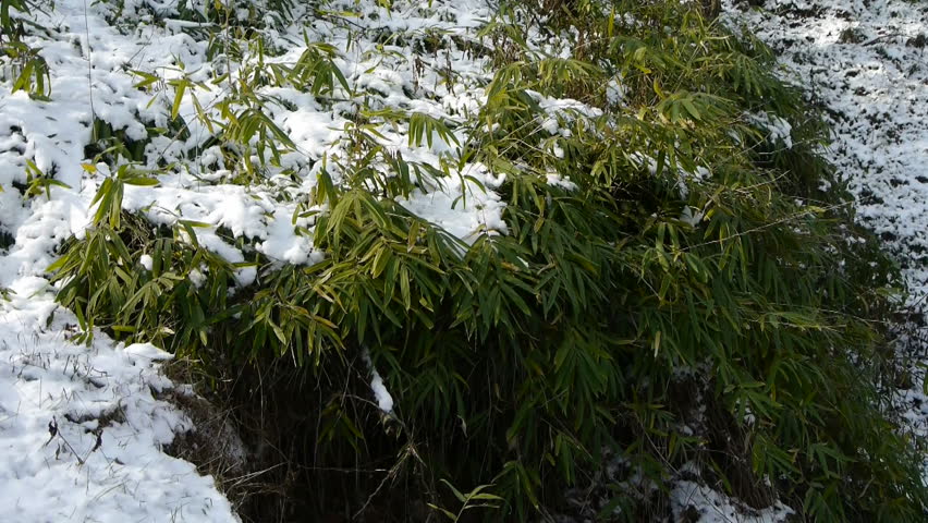 Snow Covered Bamboo,swaying in Wind. Stock Footage Video (100% Royalty ...