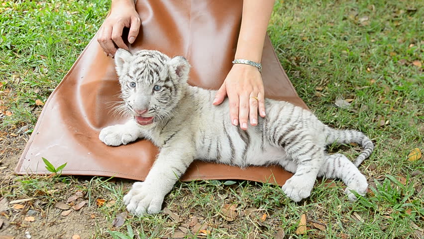 Zookeeper Take Care And Feeding Baby White Tiger Stock Footage Video ...