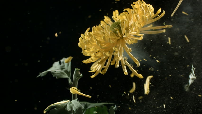 Stock video of flower frozen in liquid nitrogen explodes | 6348344 ...